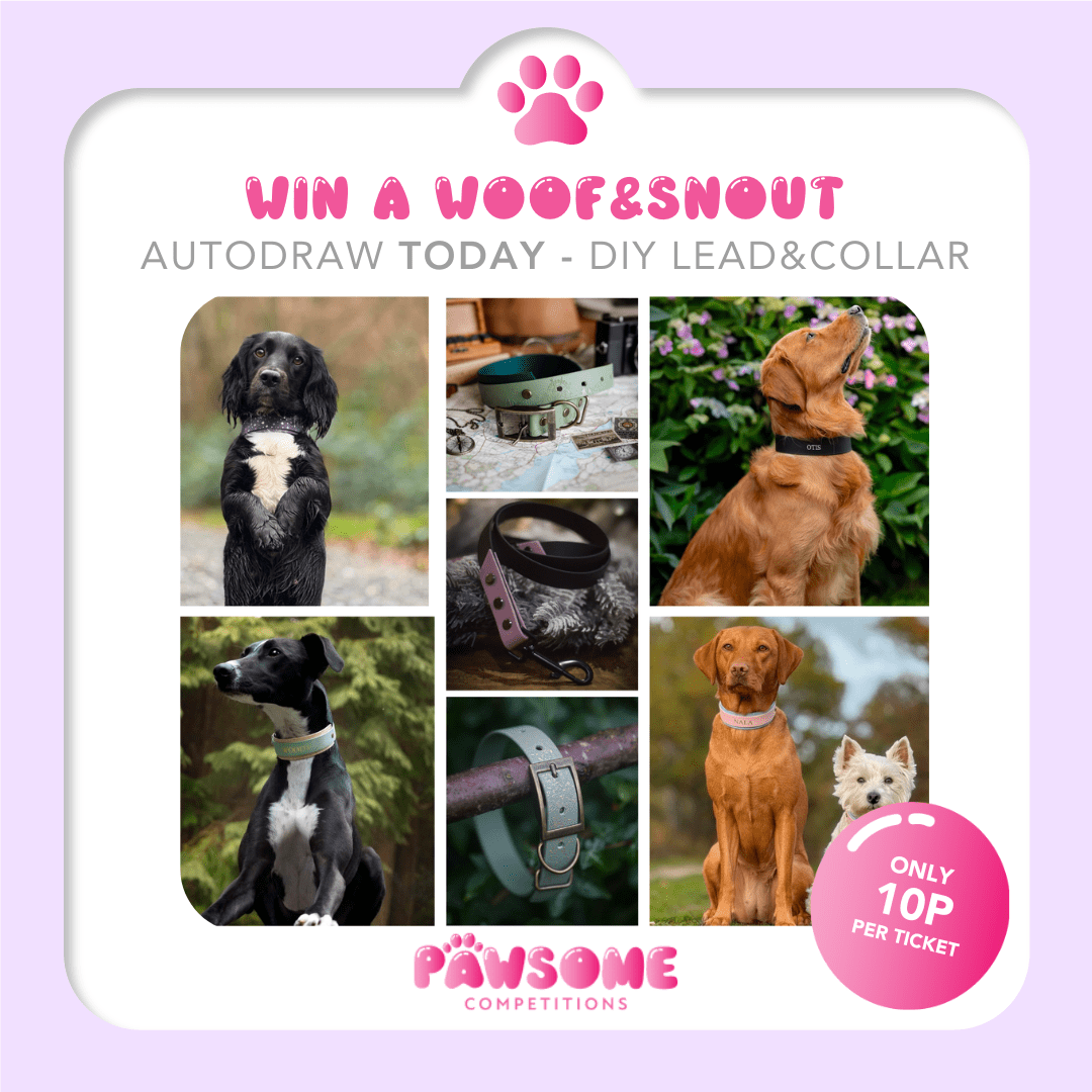 AUTODRAW - WIN A Woof&Snout DIY Lead and Collar Set TODAY🐶 - Pawsome ...