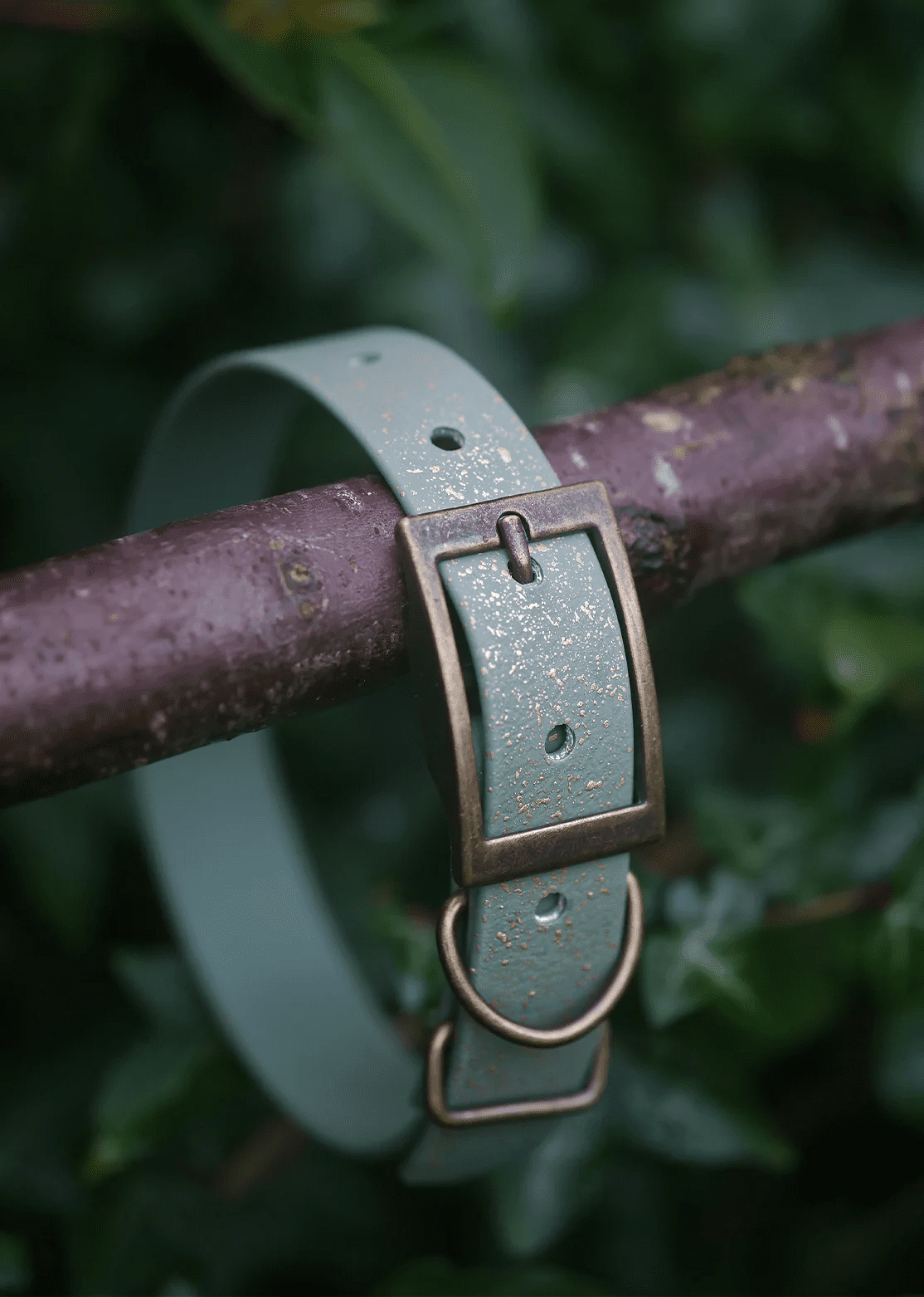AUTODRAW - WIN A Woof&Snout DIY Lead and Collar Set TODAY🐶 - Pawsome ...